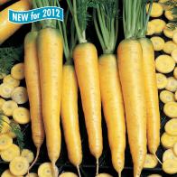 Gulerod, yellowstone, gul gulerod - Jyllands Frøhandel