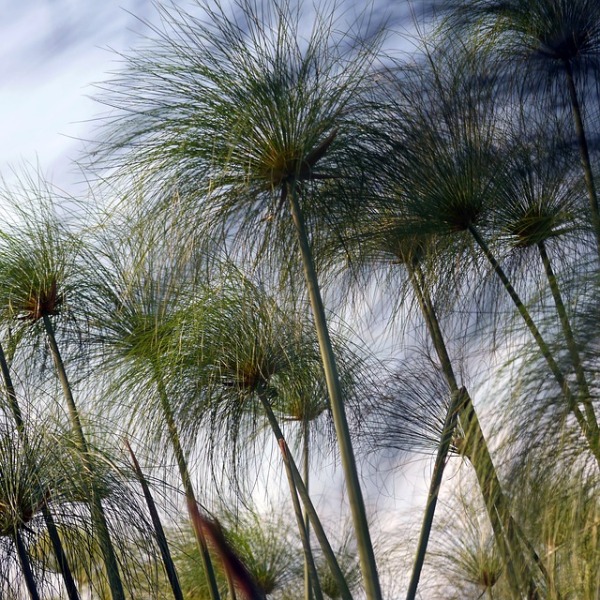 Cyprus Grass Jyllands Frøhandel