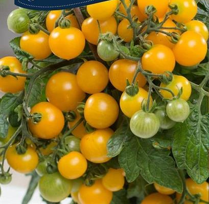 Tomat Frø, du kan dyrke dine egne planter og høste frugt fra tomater ...