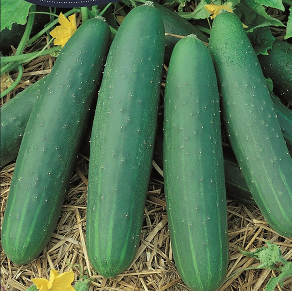 Agurk fra frø i hobbydrivhuset eller på på friland. Mange slags at ...