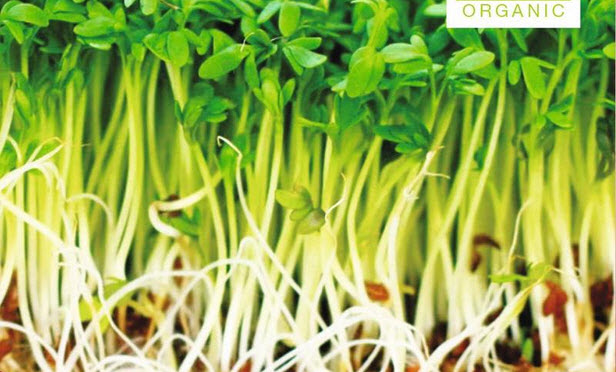 Karse. Almindelig til Smørebrød. Økologisk. - Jyllands Frøhandel