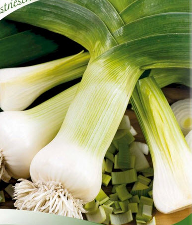 Porre & Asparges - Jyllands Frøhandel